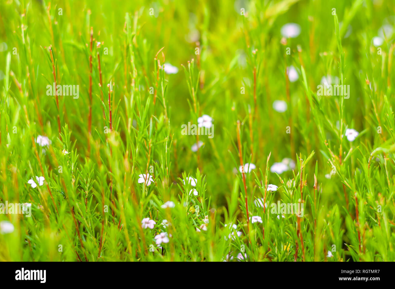 Different focus points hi-res stock photography and images - Alamy