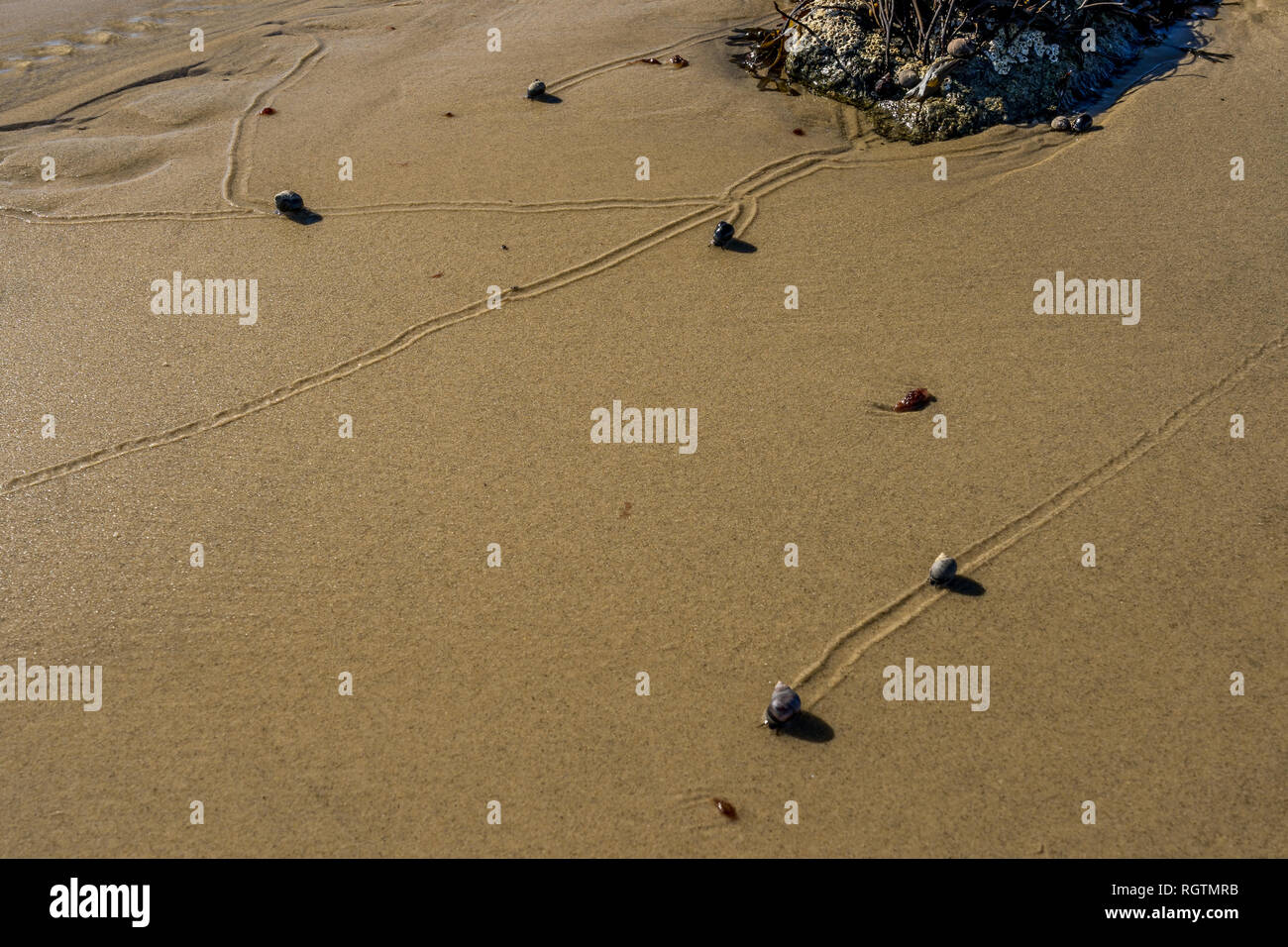 Snails slowly traveling down the beach in Plymouth MA leaving trails in ...