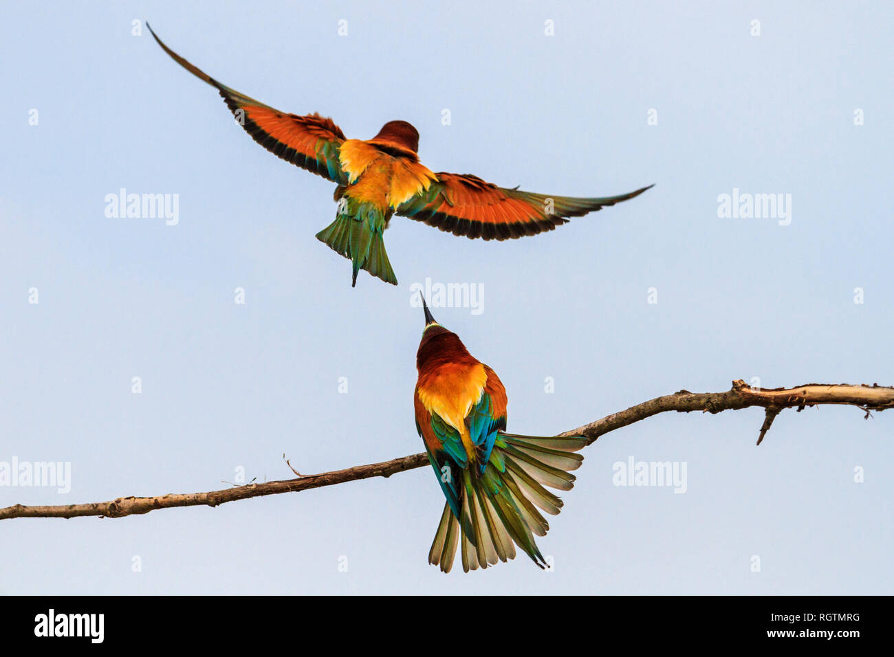 bee-eaters flying in the cloudy sky Stock Photo - Alamy