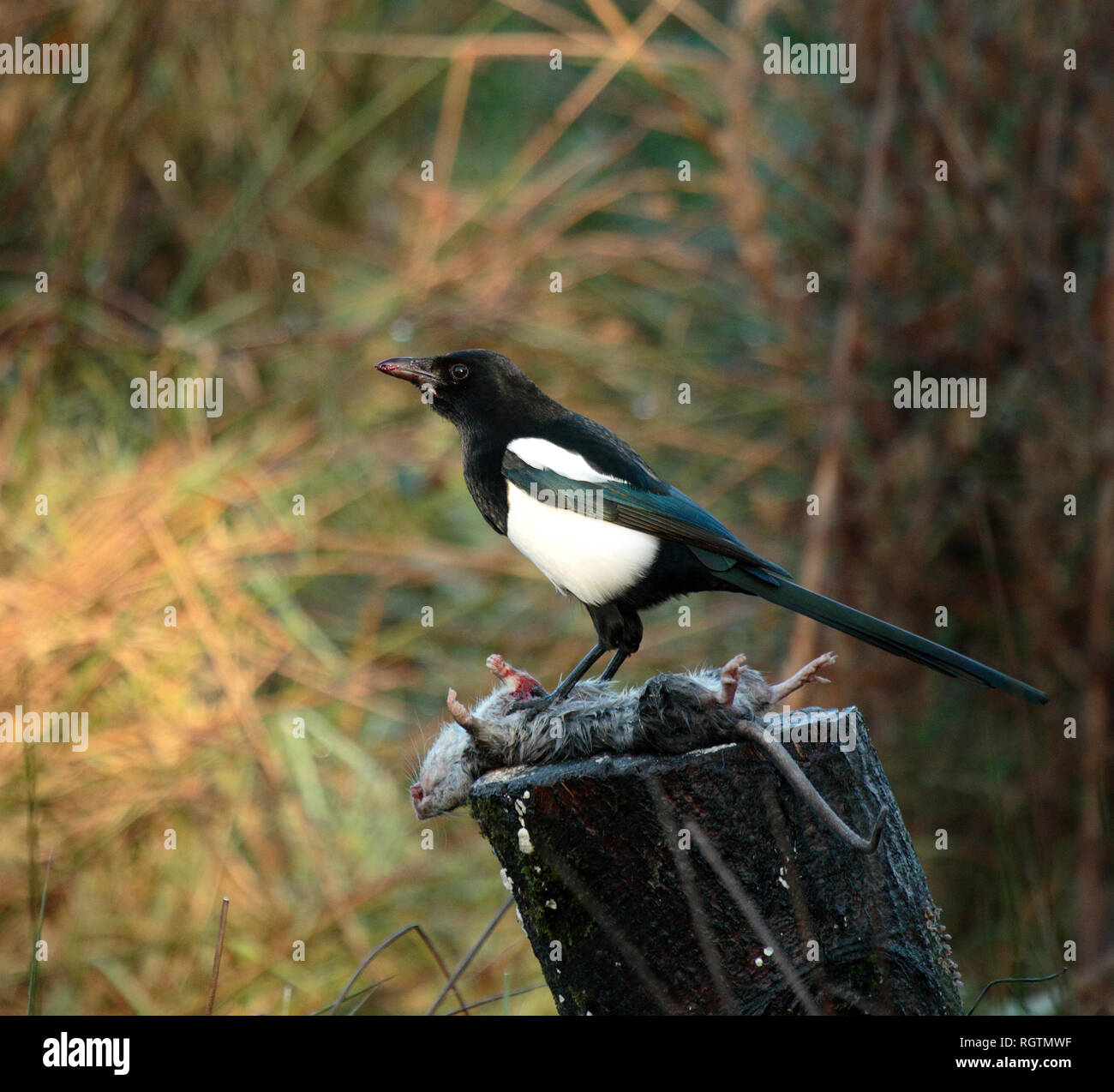 Magpie scavenging on a rat Stock Photo - Alamy