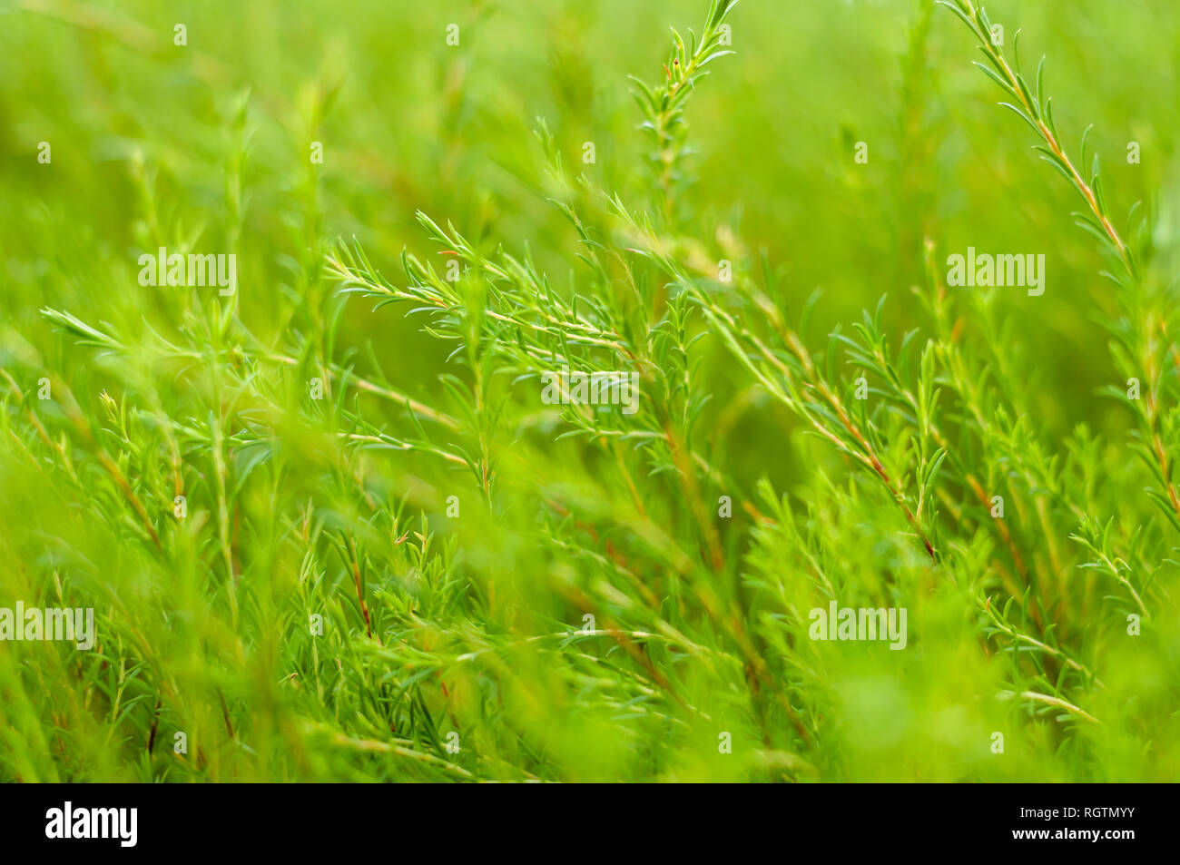 Focus points hi-res stock photography and images - Alamy