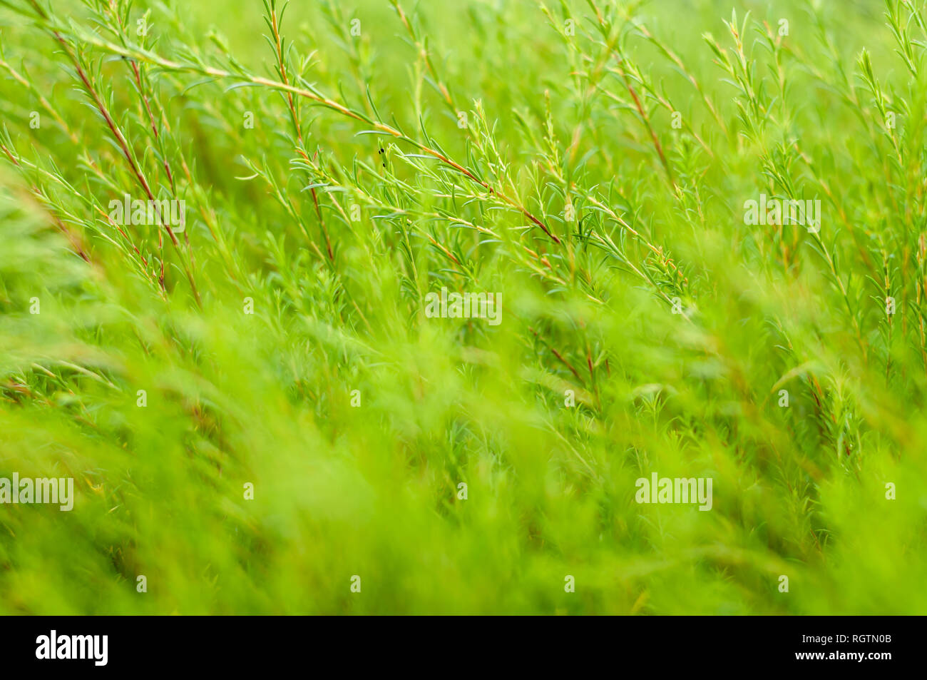Different focus hi-res stock photography and images - Alamy