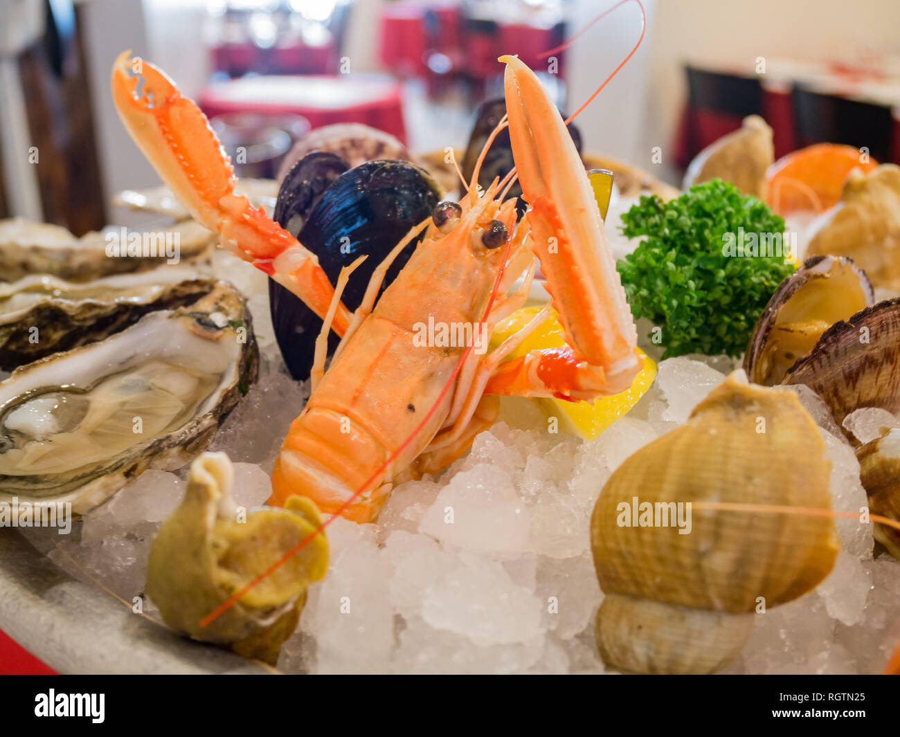 Close up shot of a seafood platter, combination of sea snails, shrimp ...