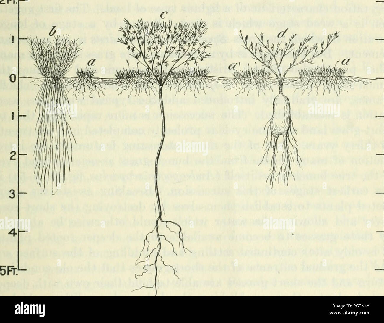 Deep rooted plants hi-res stock photography and images - Alamy