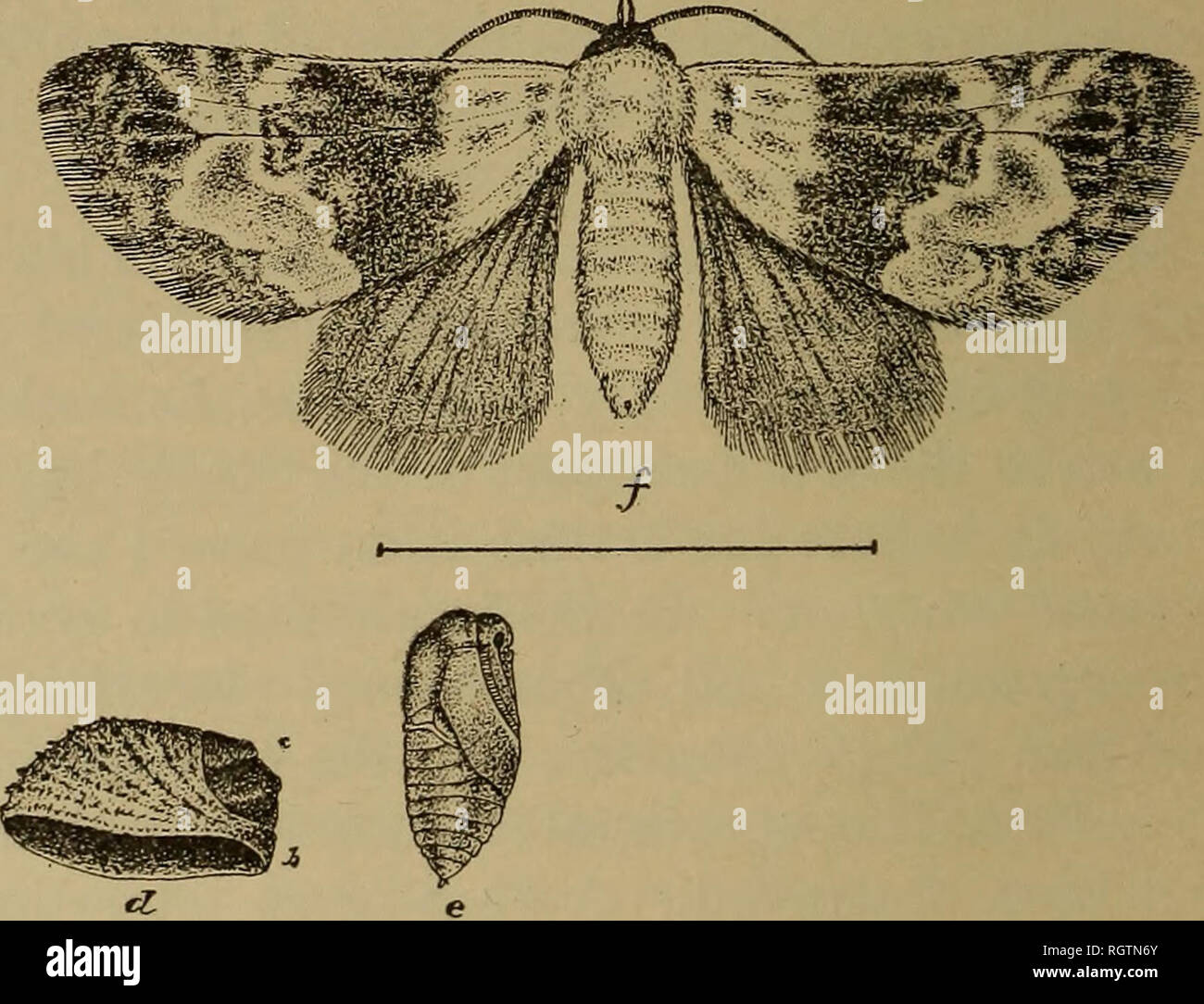 Coffee scale insects hi-res stock photography and images - Alamy