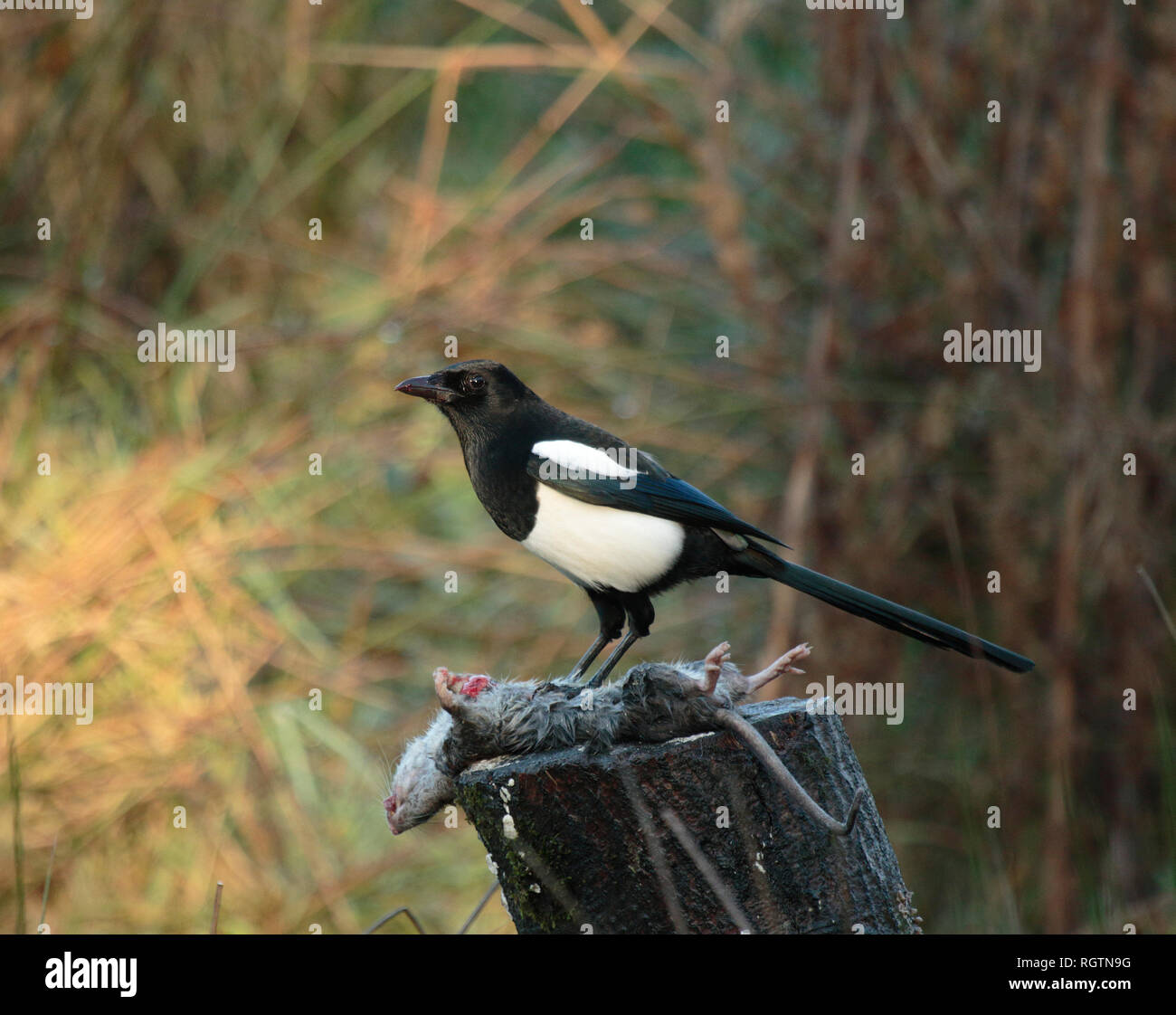 Magpie scavenging on a rat Stock Photo - Alamy