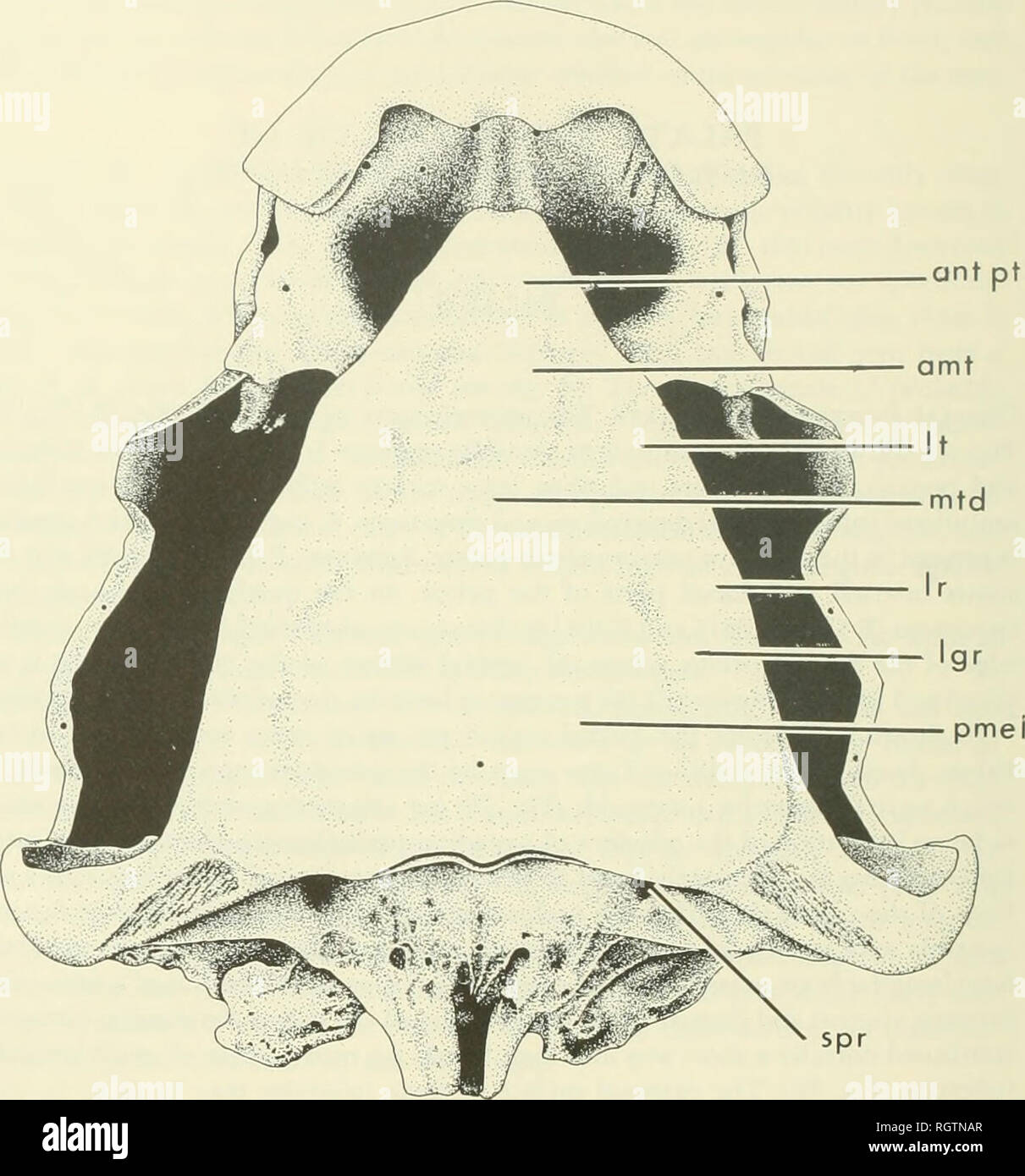 . Bulletin. Natural history. Ivl PEABODY MUSEUM BULLETIN ant pt. Fig ...