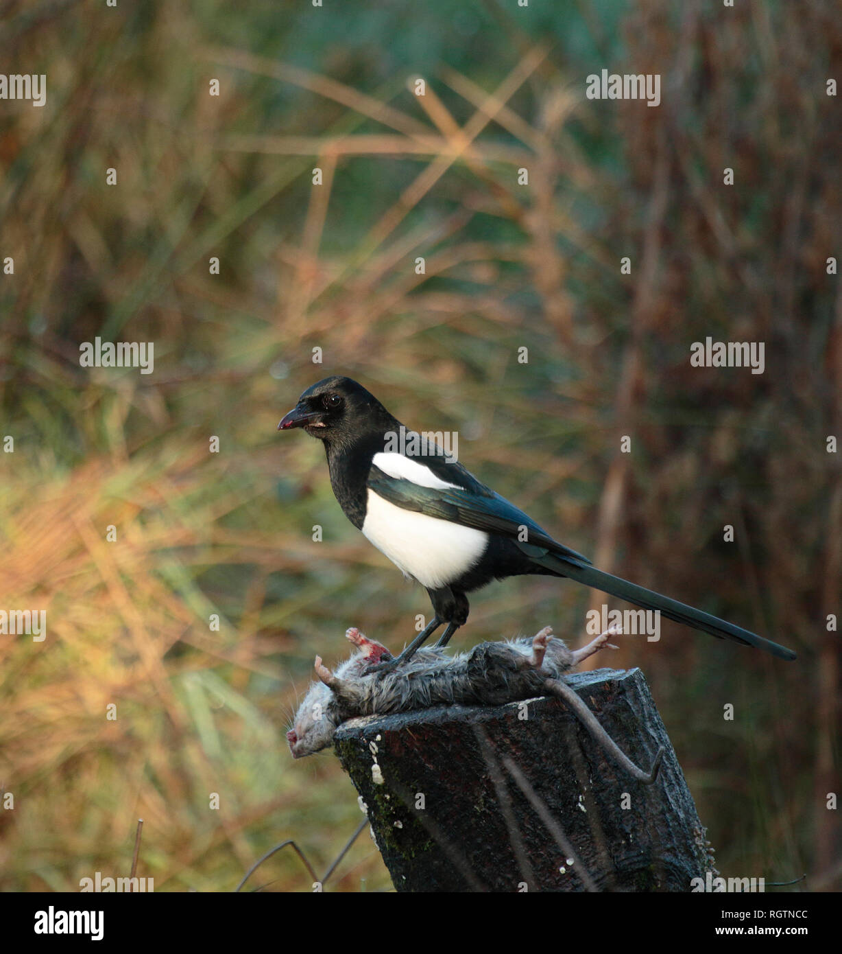 Magpie uk scavenging hi-res stock photography and images - Alamy