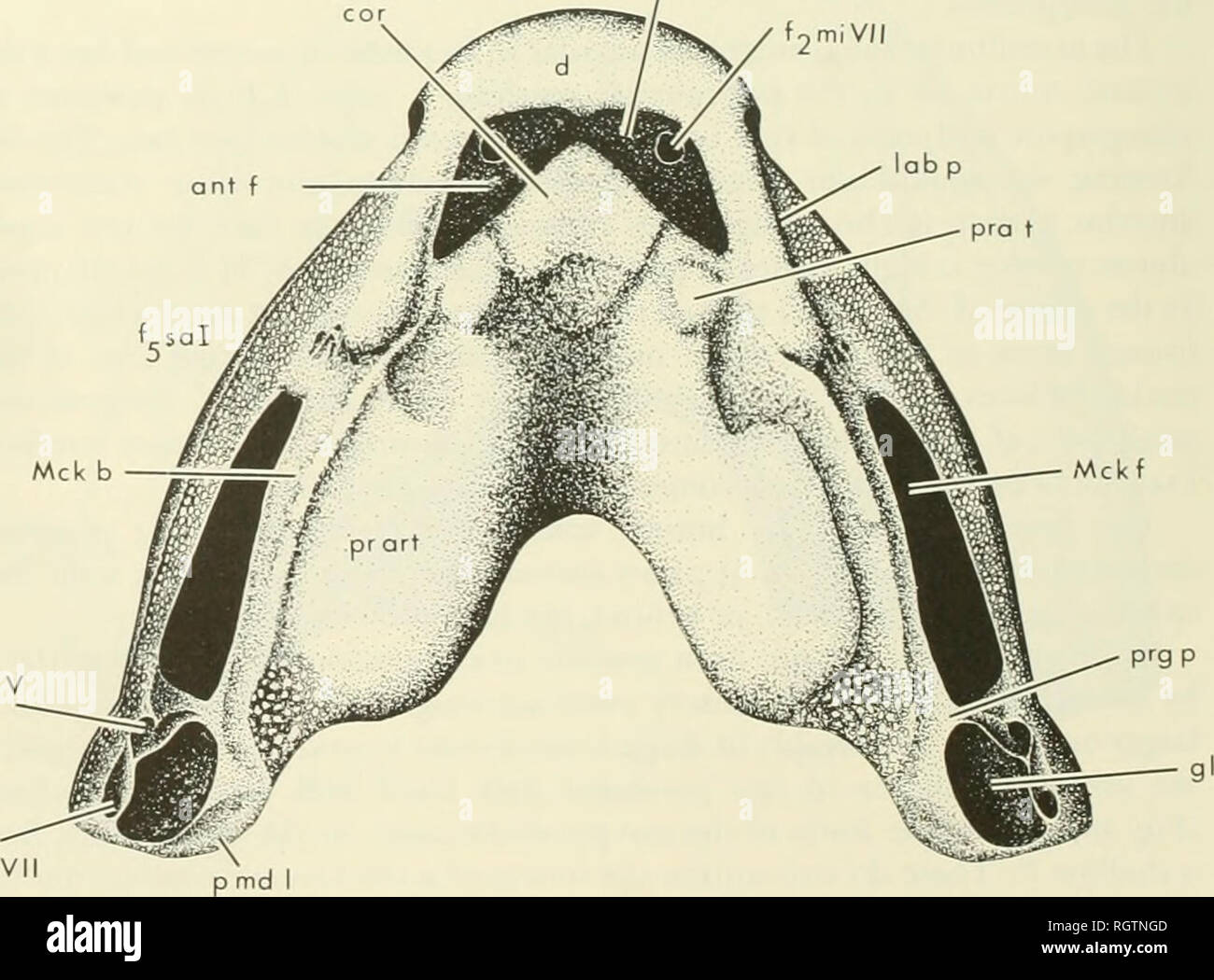 . Bulletin. Natural history. 48 PEABODY MUSEUM BULLETIN tubuli of the ...
