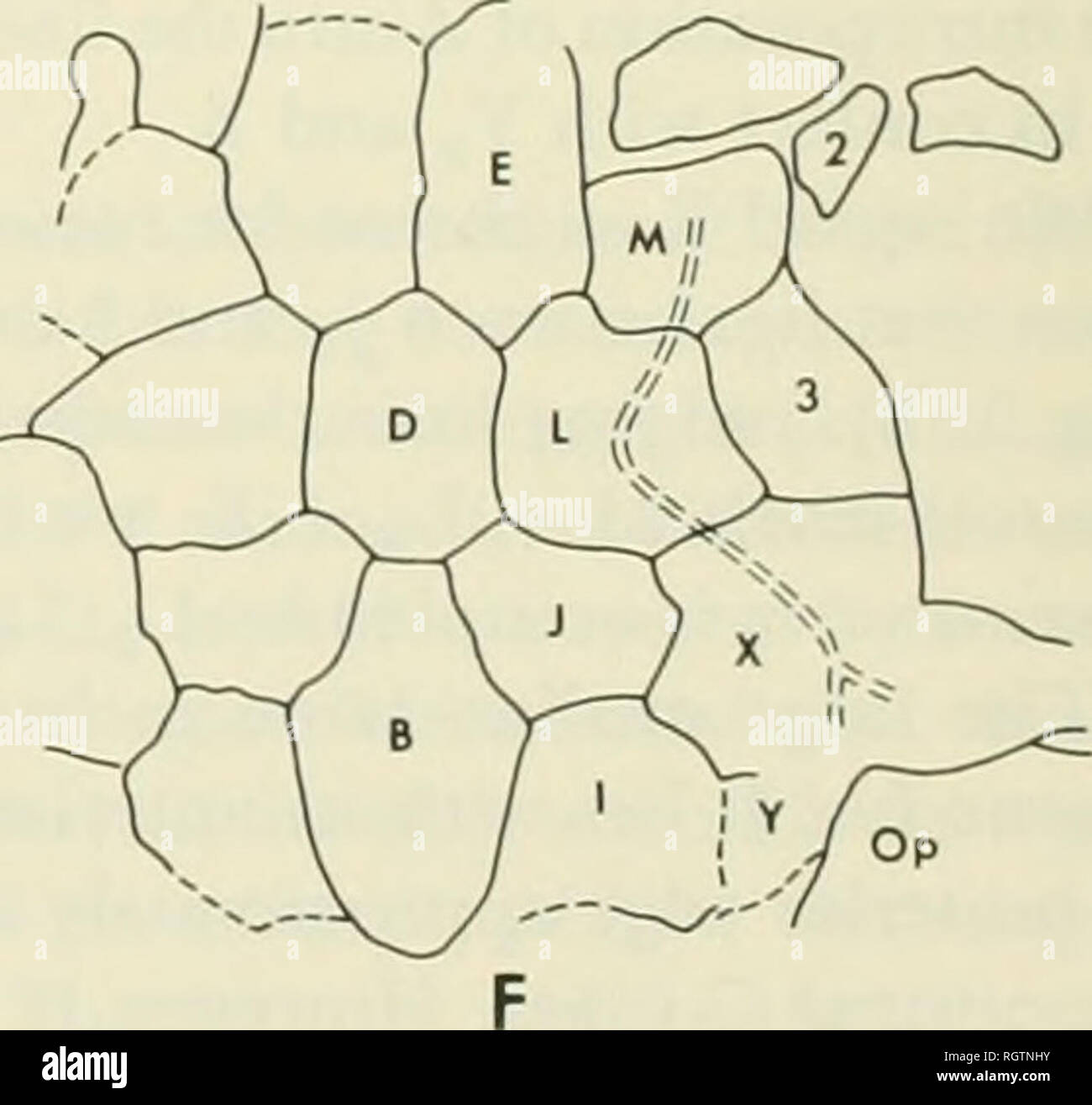 . Bulletin. Natural history. Fig. 17. The skull roof in Late Paleozoic ...