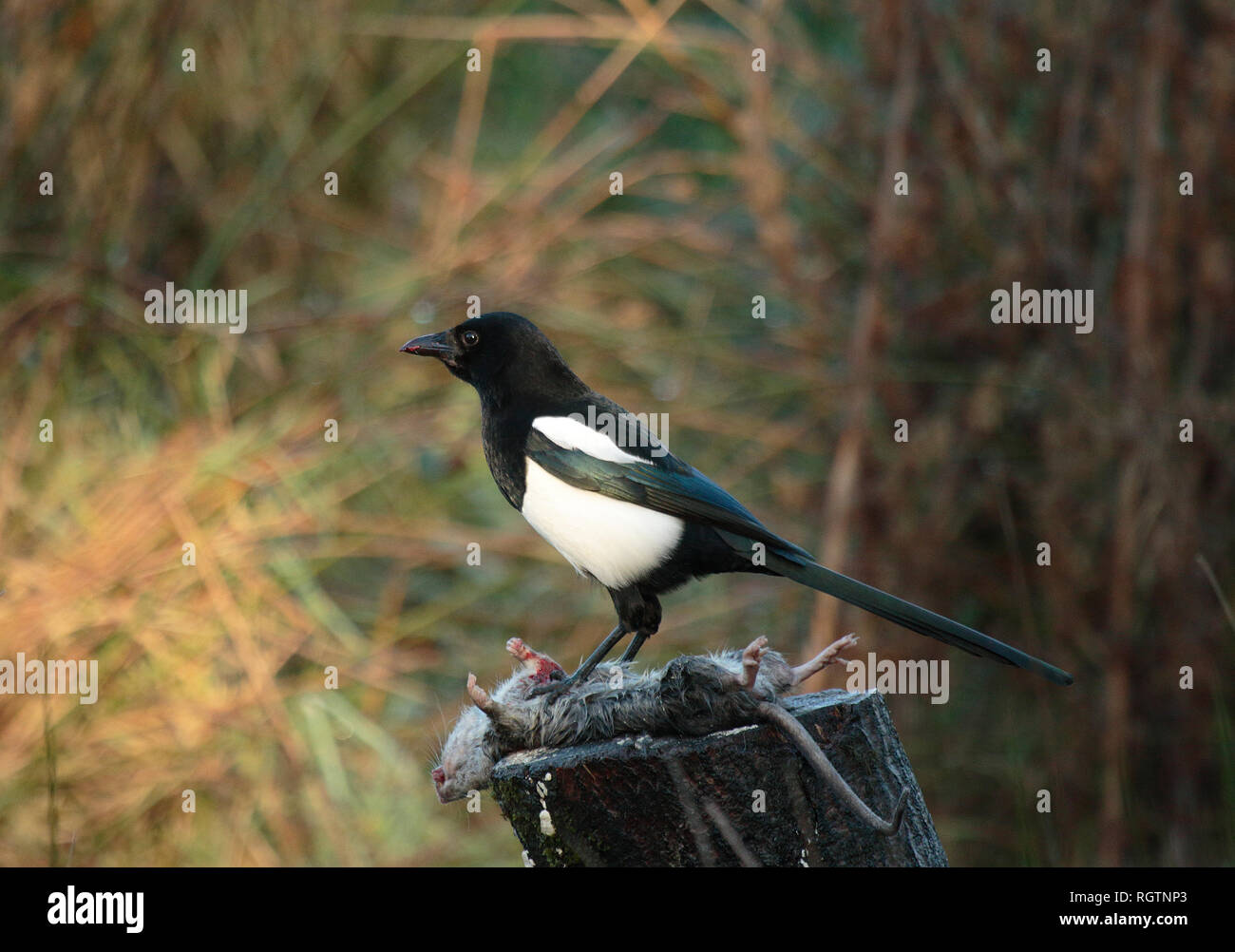 Magpie scavenging on a rat Stock Photo - Alamy