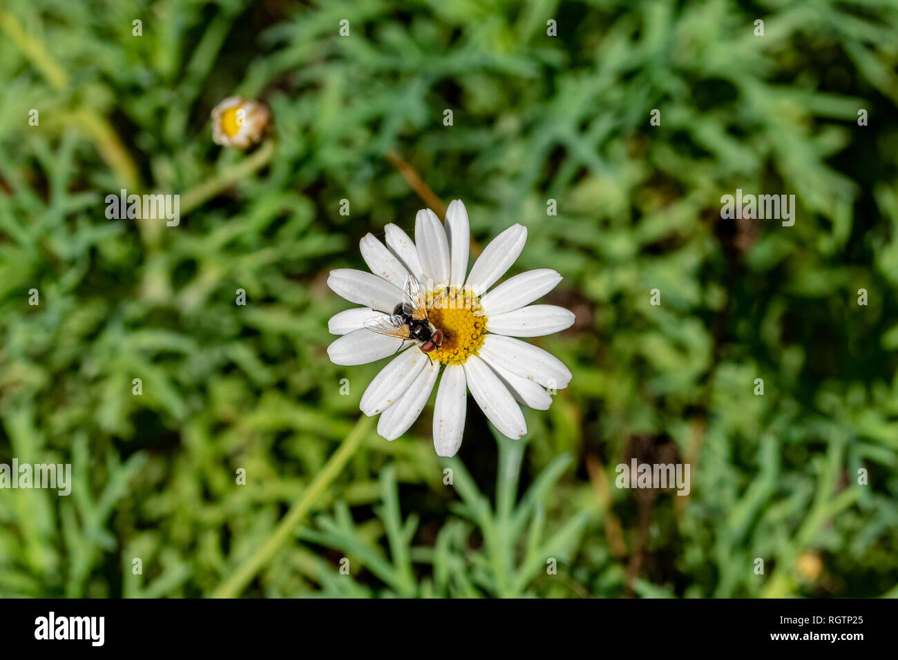 Overhead capture of a fly on a vibrant daisy flower Stock Photo - Alamy