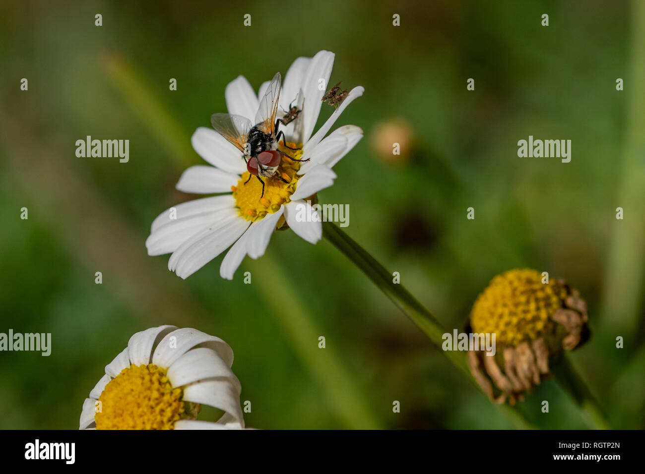 Fly on daisy flower collecting nectar pollen with a pair of flies ...