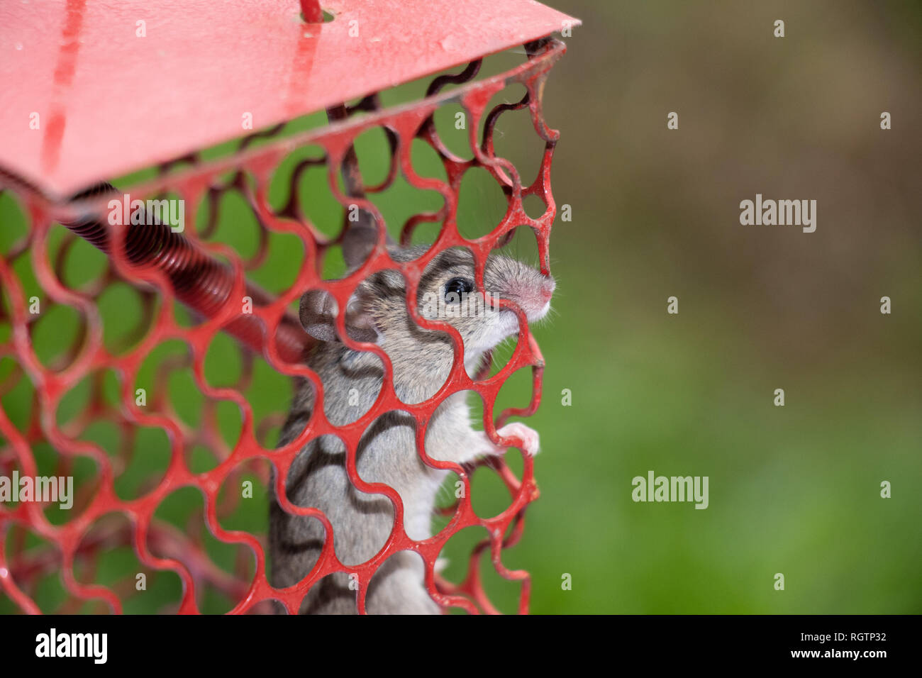 White mice cage hi-res stock photography and images - Alamy