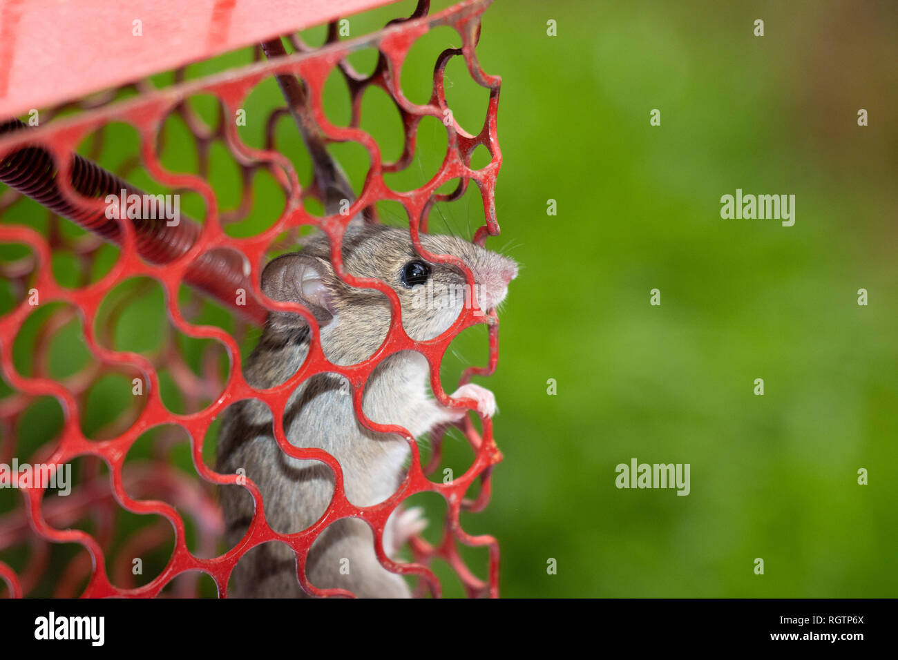 White mice cage hi-res stock photography and images - Alamy