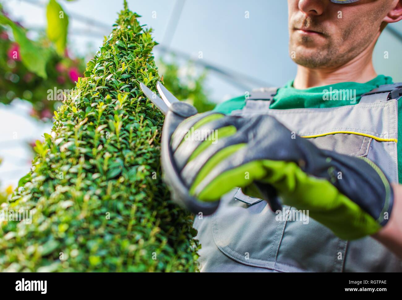 Trimming and Shaping Plant. Topiary Work. Caucasian Florist Gardener ...