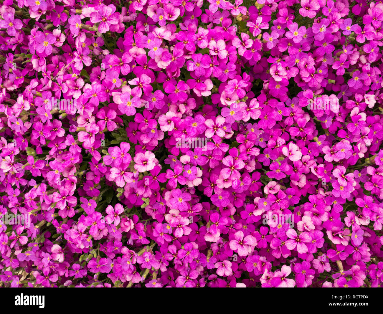 Spring nature background with pink flowers Stock Photo - Alamy