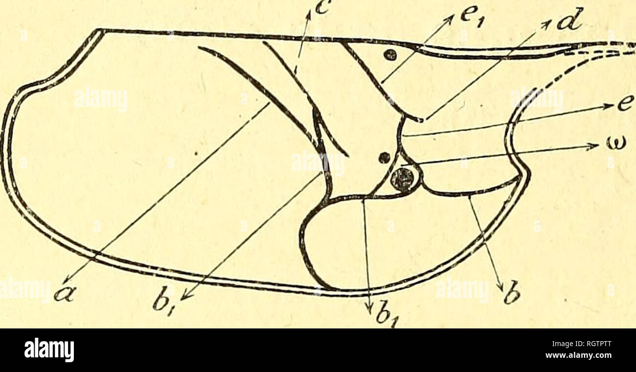 Eryma sp hi-res stock photography and images - Alamy