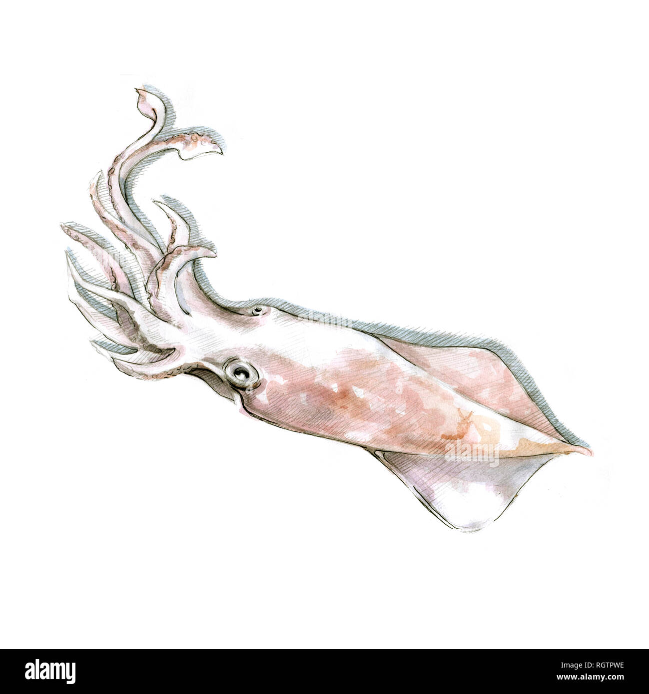 Seafood art illustration Cut Out Stock Images & Pictures - Alamy