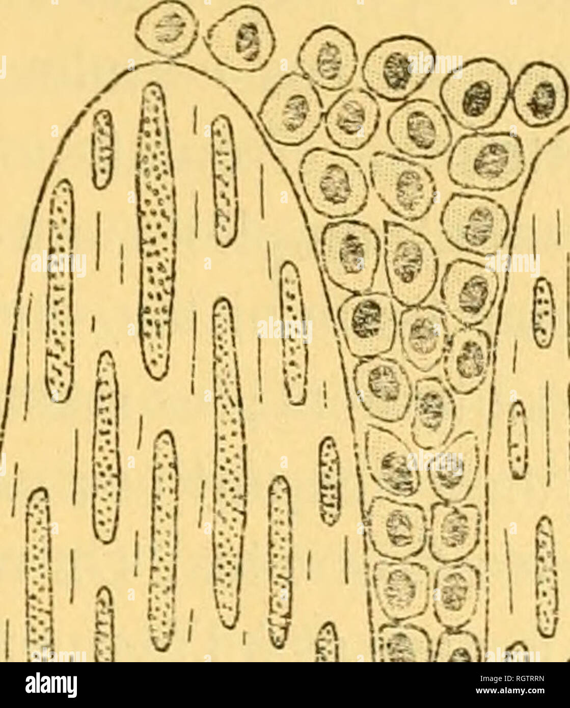 . Bulletin biologique de la France et de la Belgique. Biology; Natural ...