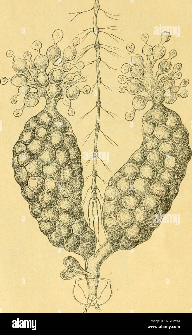 Phausis hi-res stock photography and images - Alamy