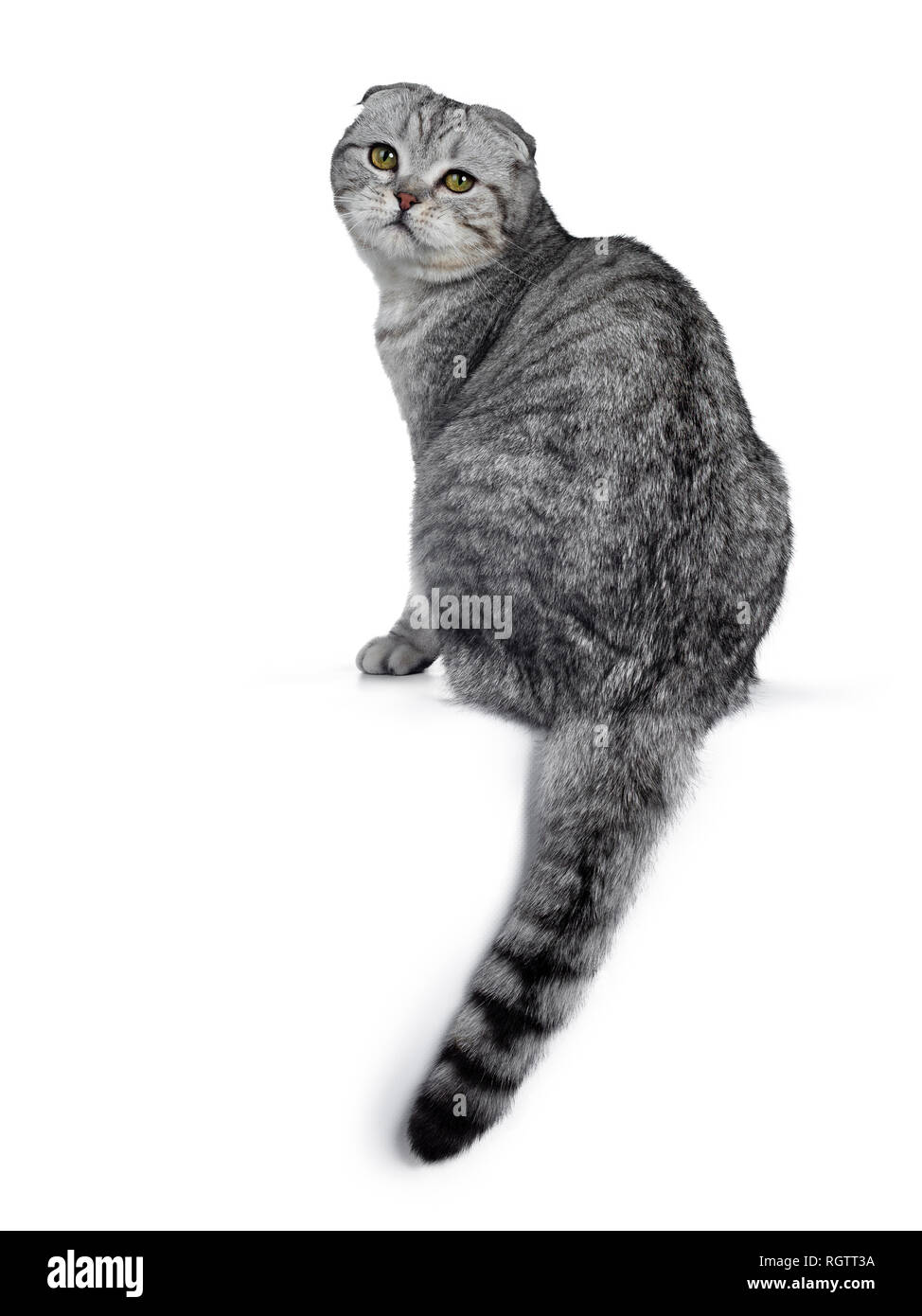 A cat standing on shoulder hi-res stock photography and images - Alamy