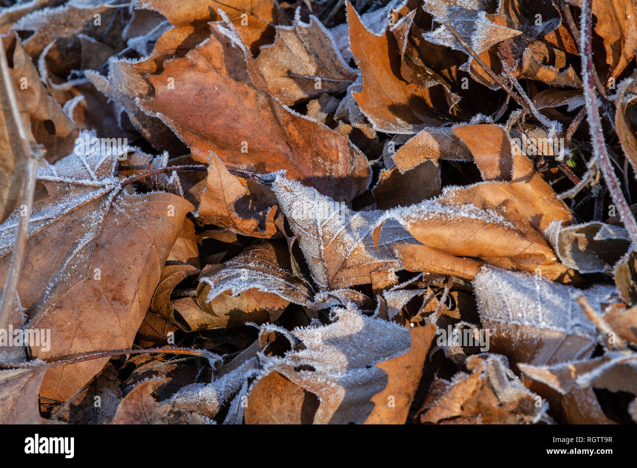 Old leaves with hoar frost in winter sun Stock Photo - Alamy