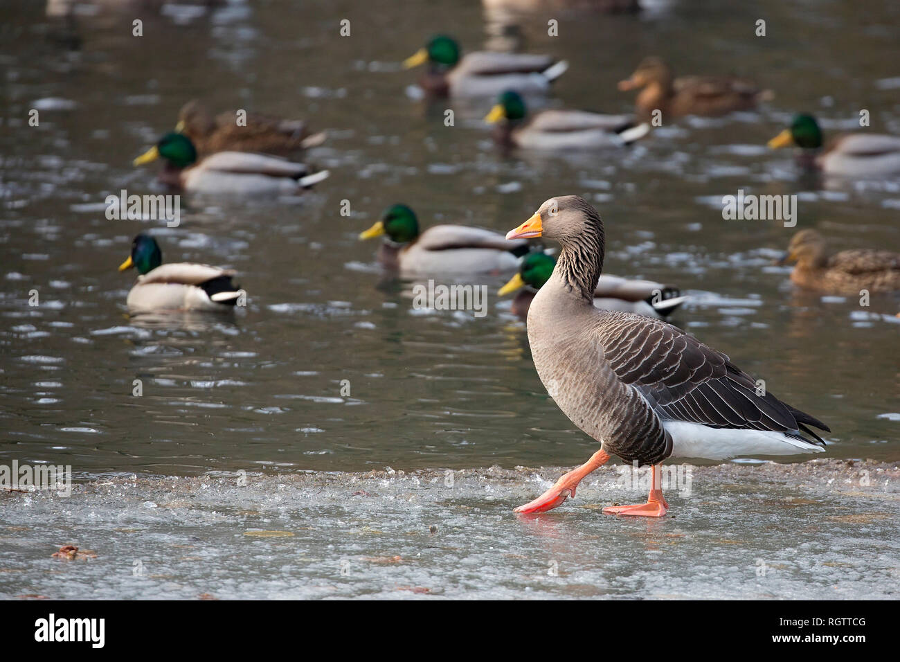 Goose in wild hi-res stock photography and images - Alamy