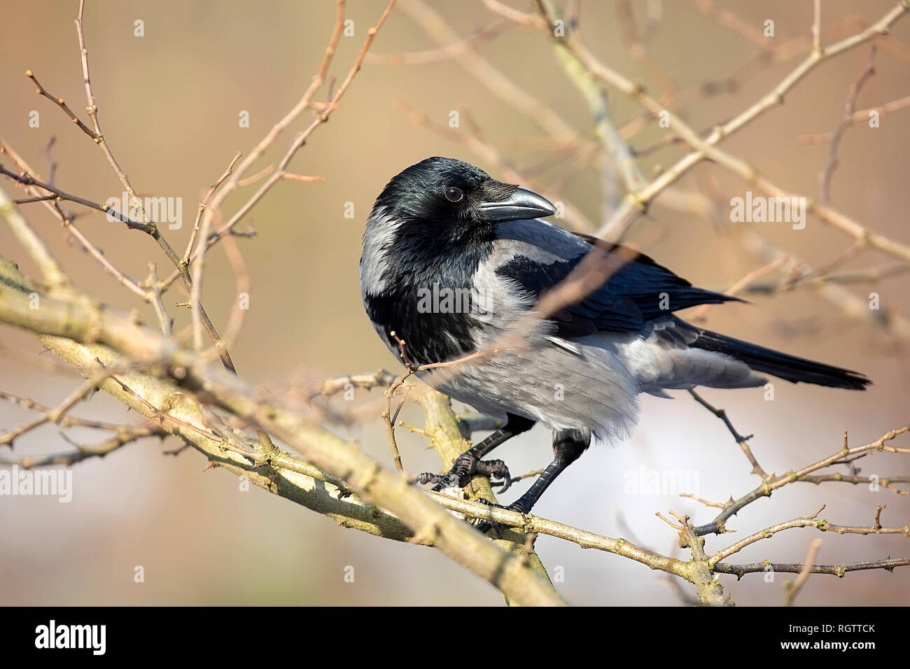 Wildlife crow hi-res stock photography and images - Alamy