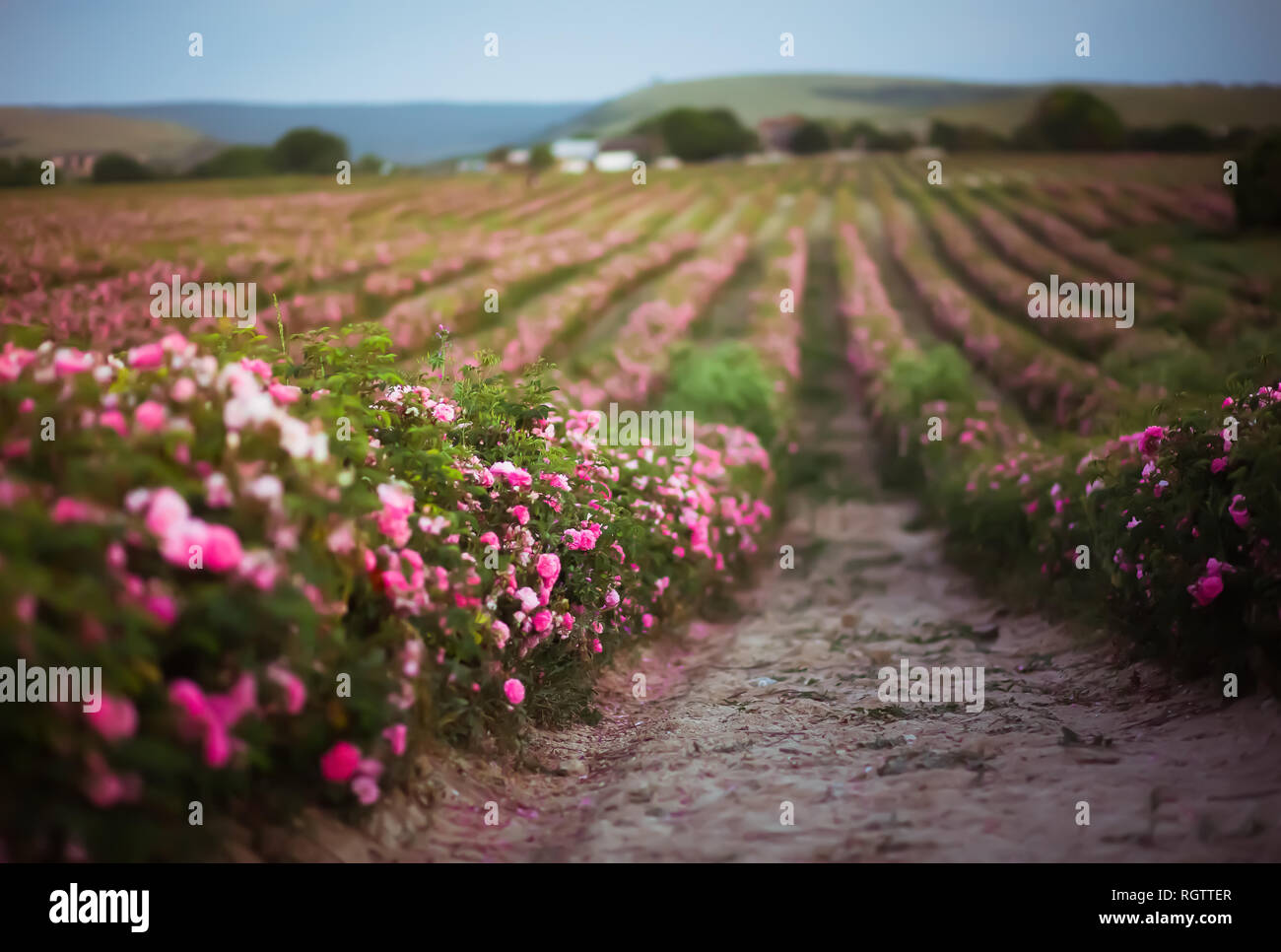 Pink damask rose bush field background. Rose form for aromatherapy and ...