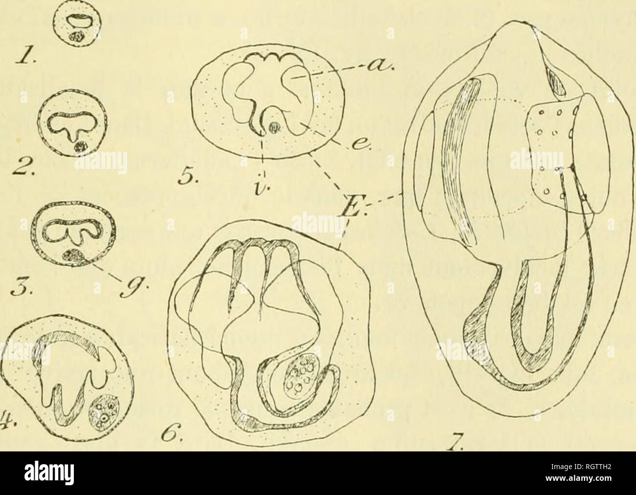 Cormus hi-res stock photography and images - Alamy