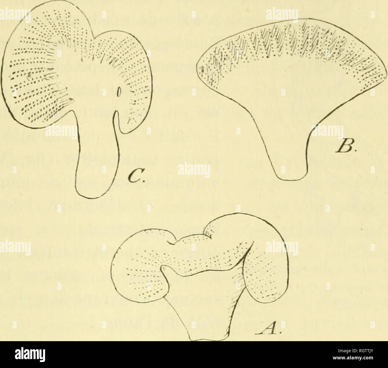 Cormus hi-res stock photography and images - Alamy