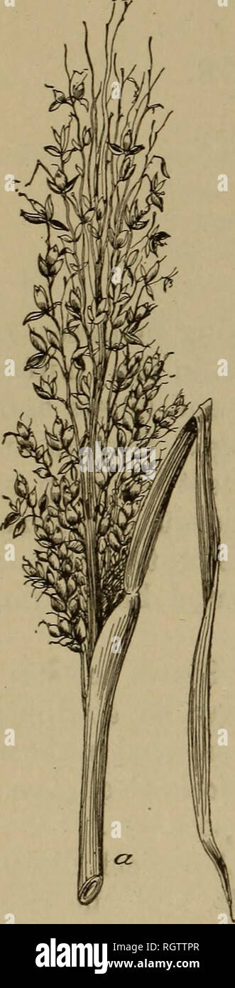 Frayed insect hi-res stock photography and images - Alamy