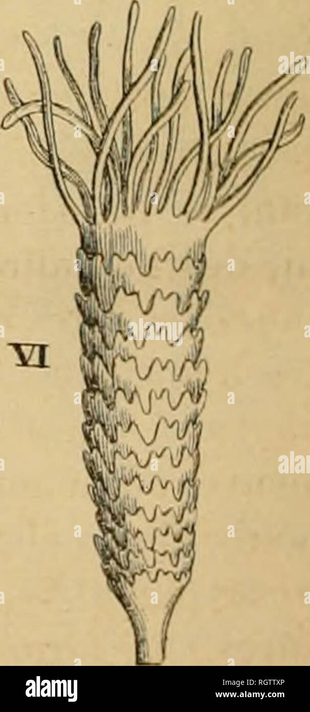 Colonie de polypes hi-res stock photography and images - Alamy