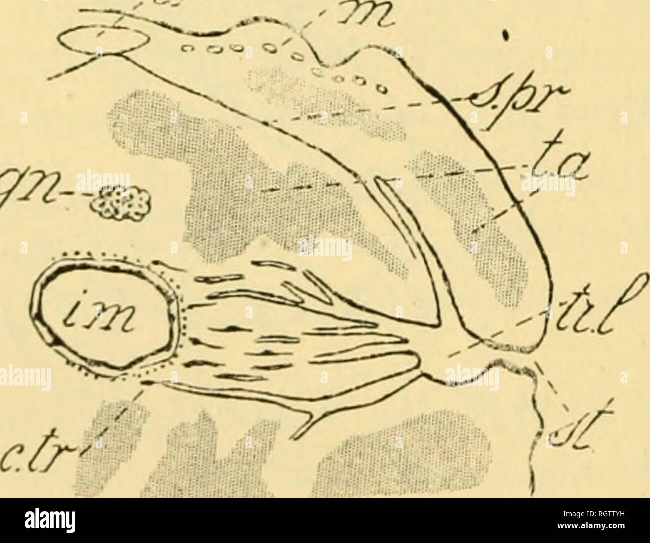 . Bulletin biologique de la France et de la Belgique. Biology; Natural ...