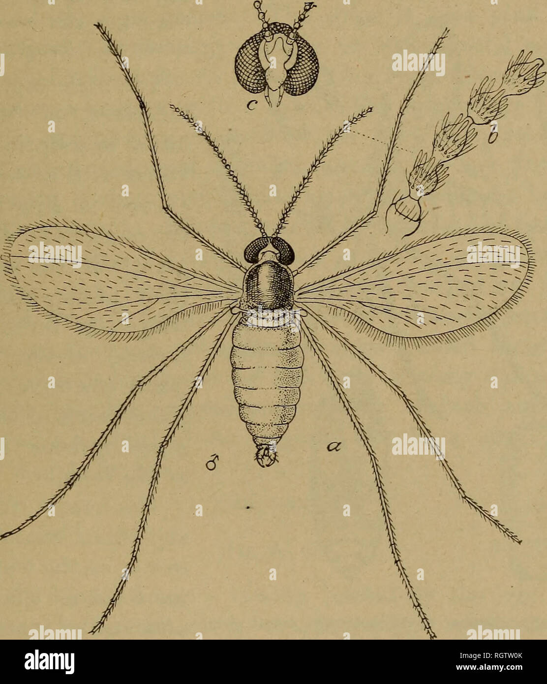 . Bulletin. Insects; Insect pests; Entomology; Insects; Insect pests ...