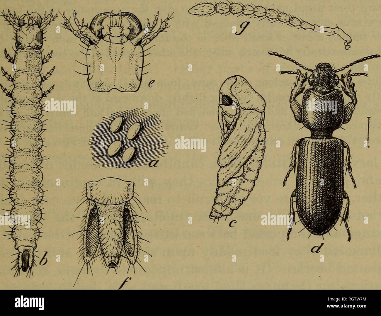 . Bulletin. Insects; Insect pests; Entomology; Insects; Insect pests ...