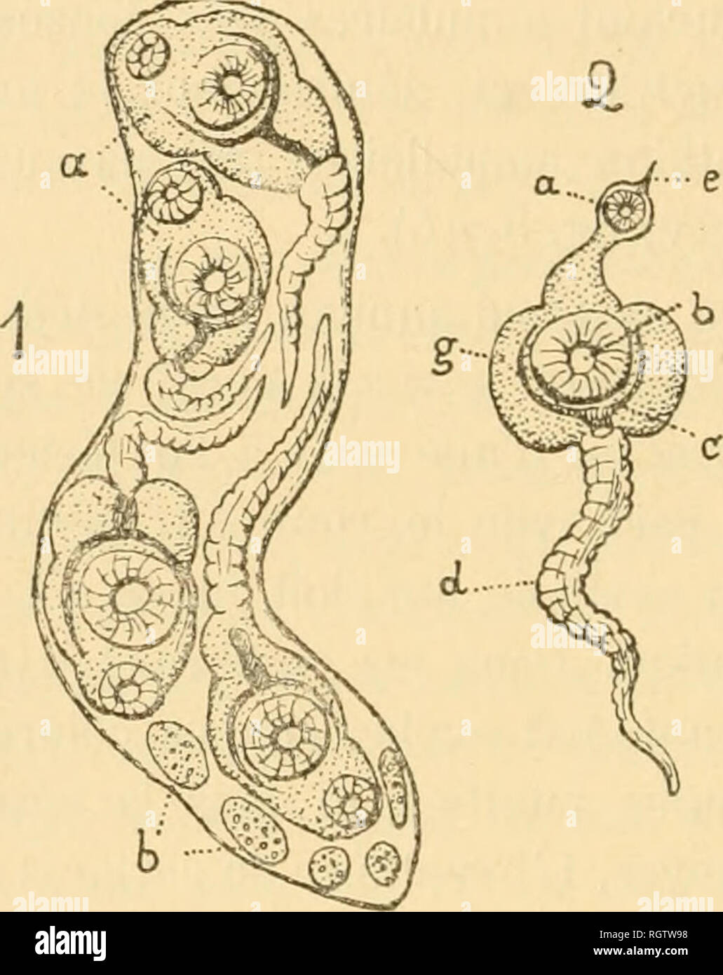 Annamites hi-res stock photography and images - Alamy
