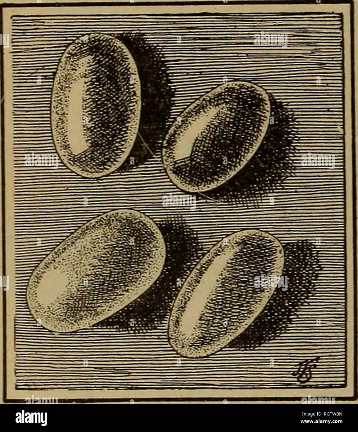 Basal leaf sheaths hi-res stock photography and images - Alamy
