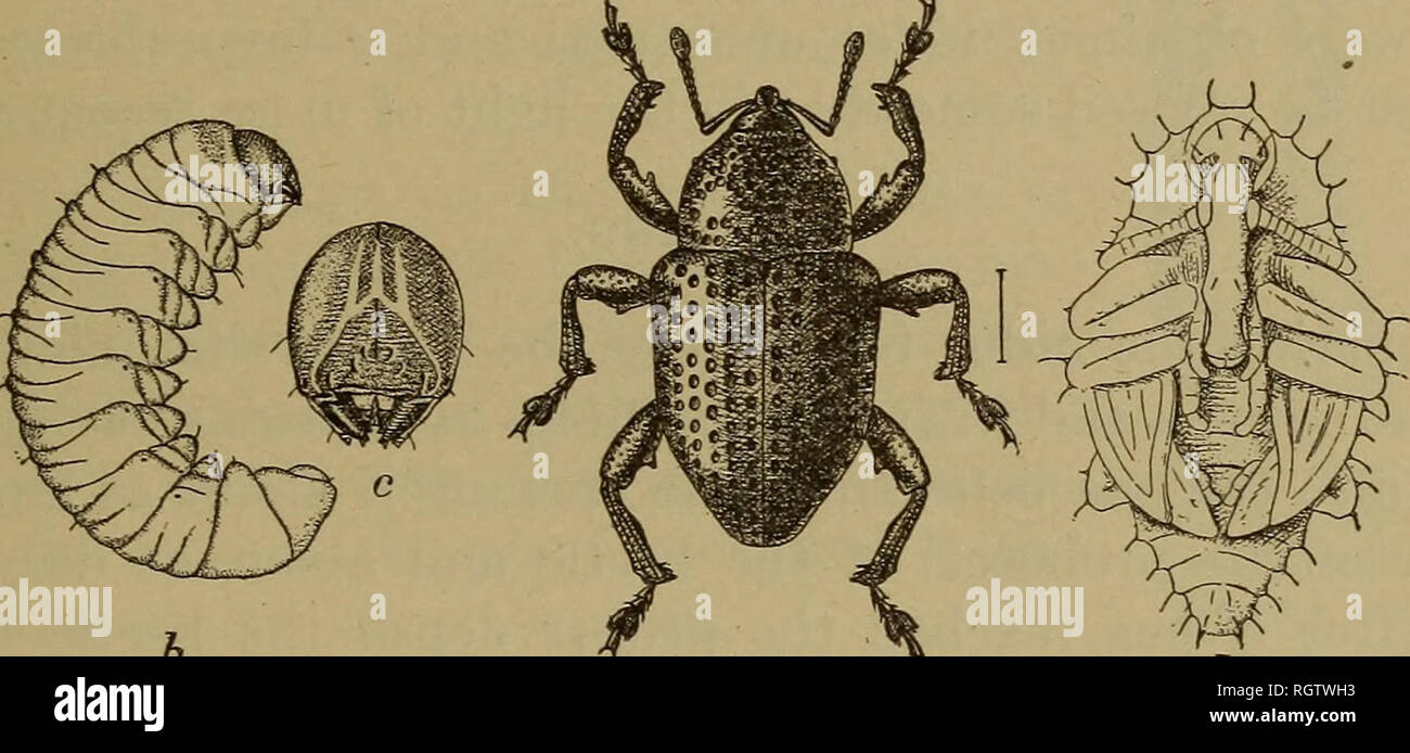 . Bulletin. Insects; Insect pests; Entomology; Insects; Insect pests ...