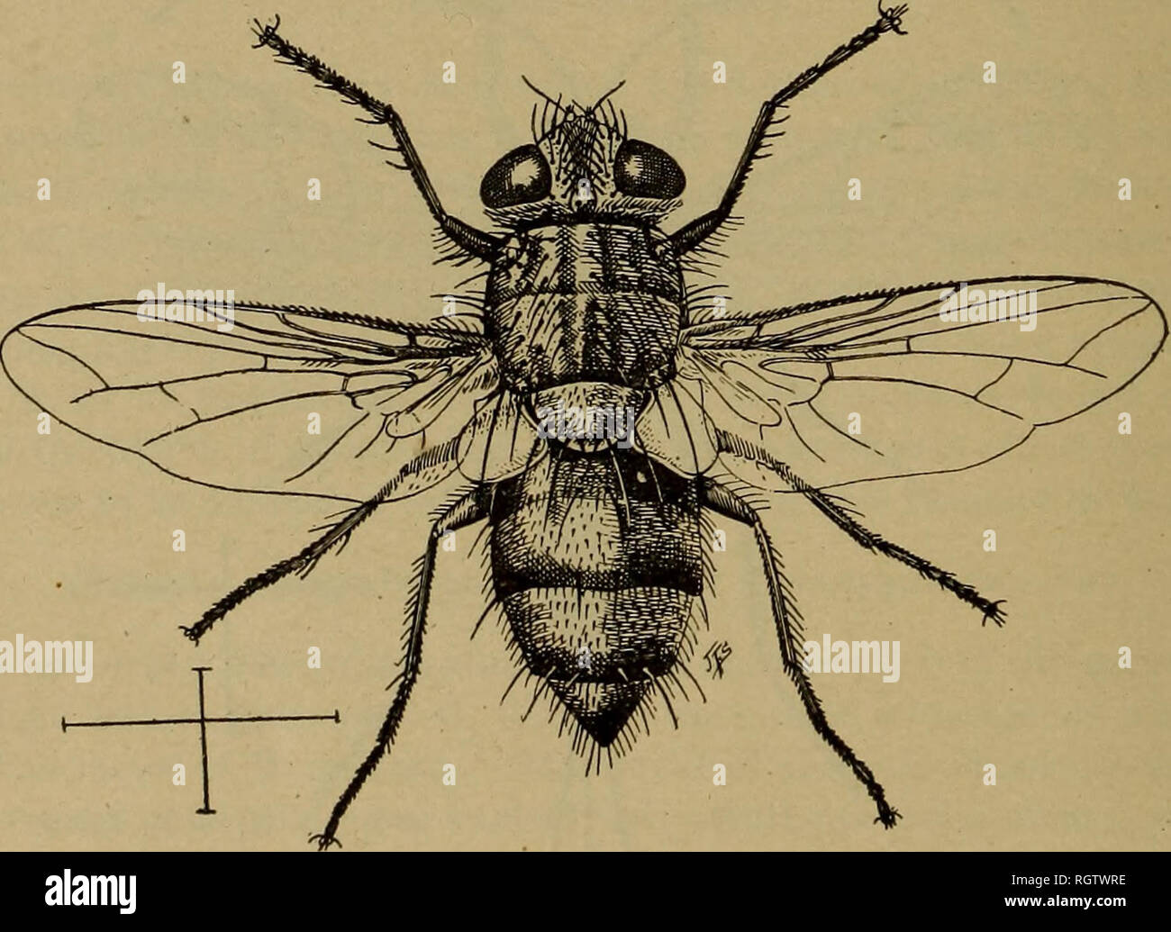 Conquisitor hi-res stock photography and images - Alamy