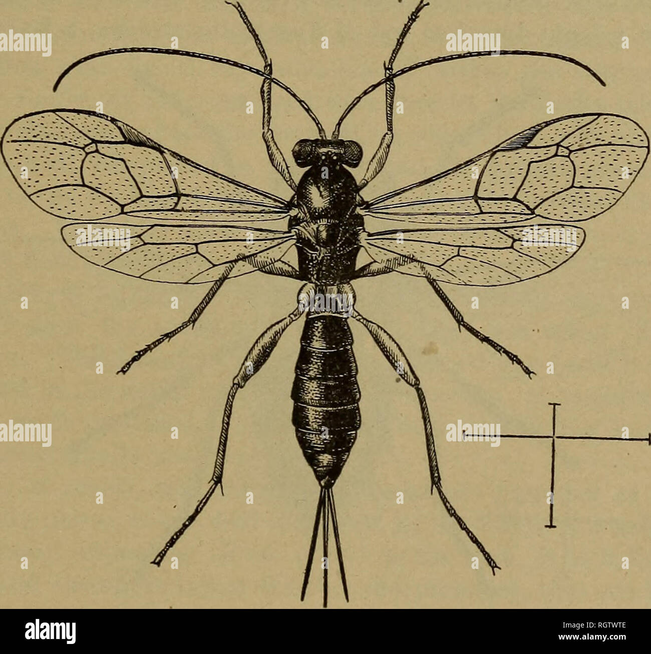 . Bulletin. Insects; Insect pests; Entomology; Insects; Insect pests ...
