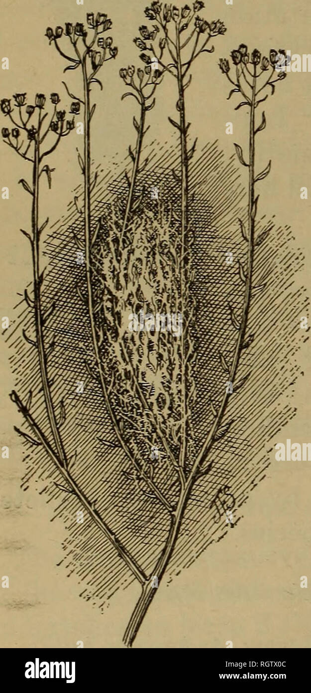 Forage renders hi-res stock photography and images - Alamy