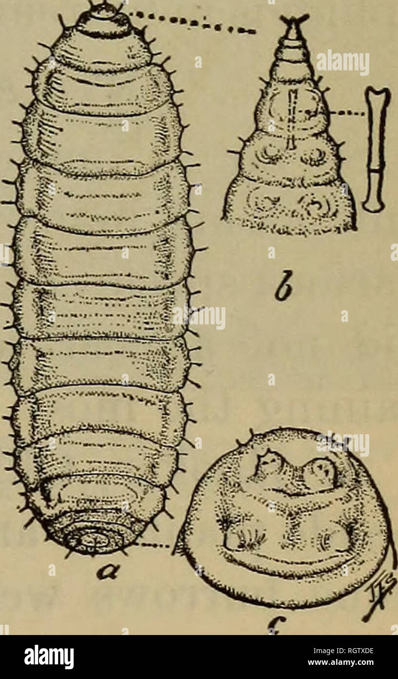 . Bulletin. Insects; Insect pests; Entomology; Insects; Insect pests ...