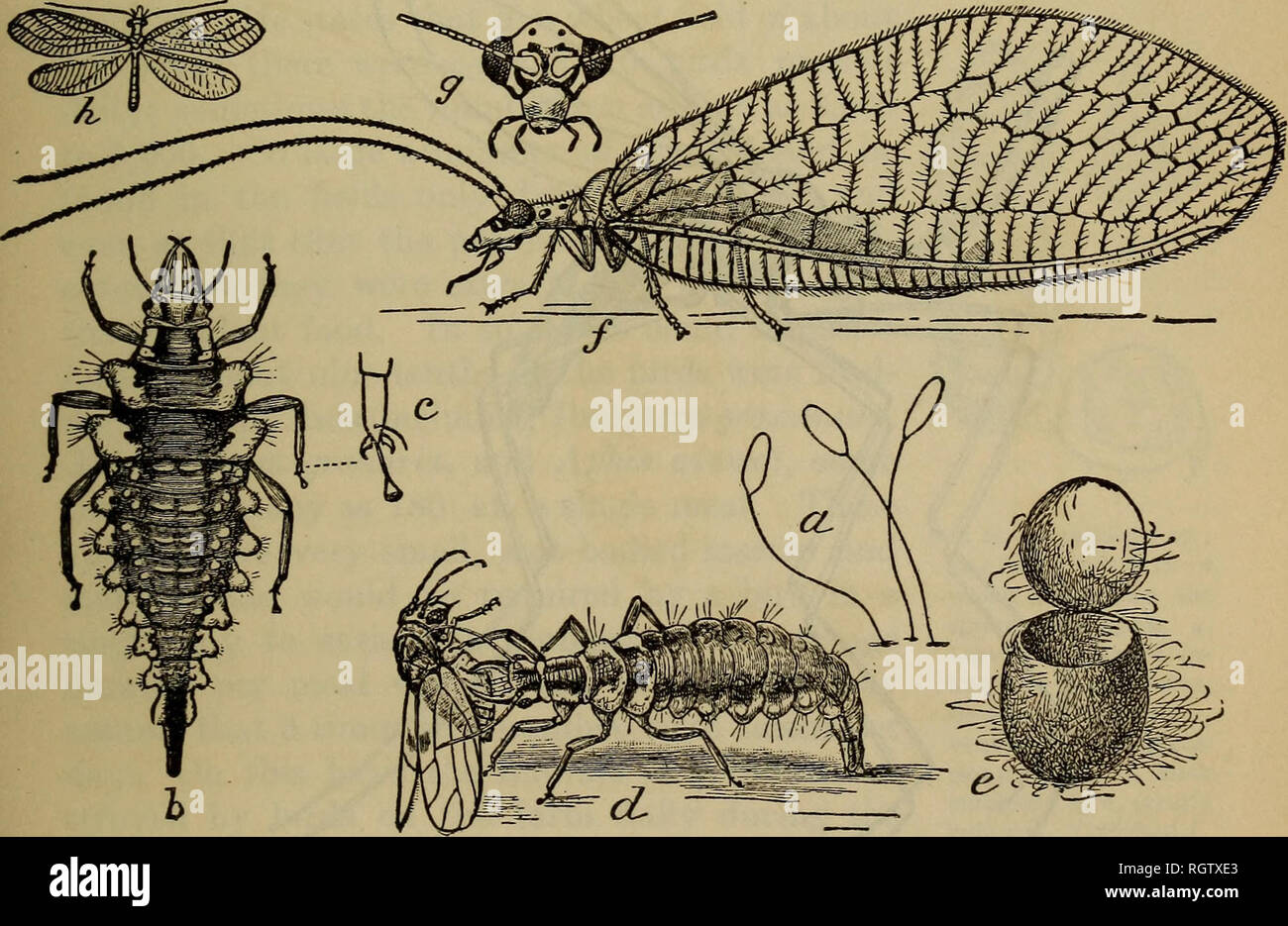 First Winged Insects