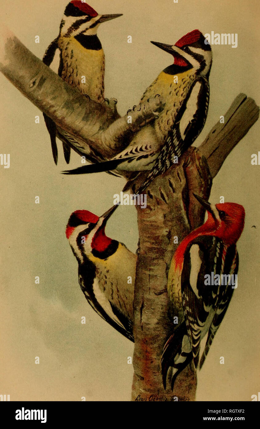 Red breasted sapsuckers hi-res stock photography and images - Alamy