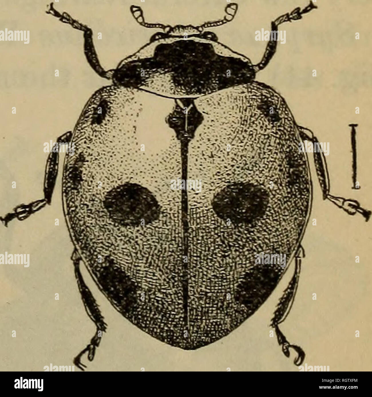 Nine spotted lady beetle hi-res stock photography and images - Alamy