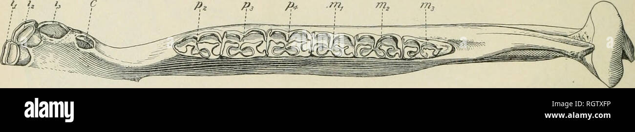 . Bulletin - American Museum of Natural History. Natural history ...
