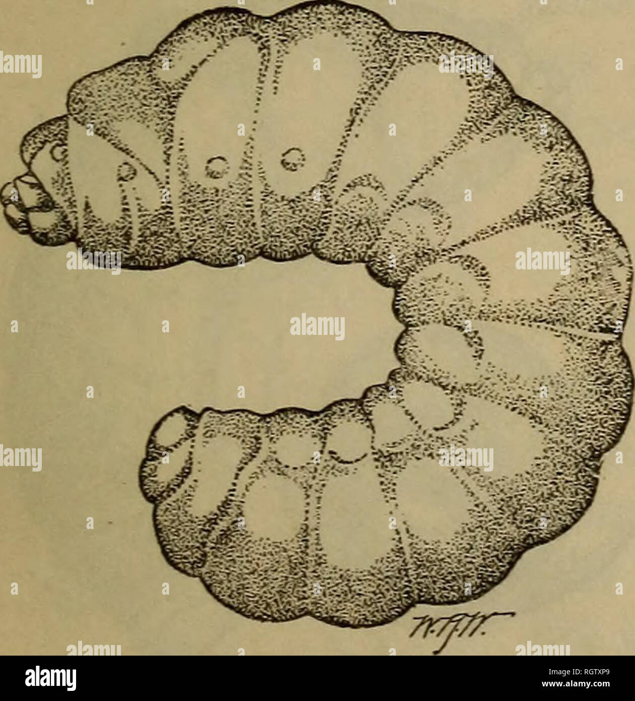 Insect microscope slide hi-res stock photography and images - Alamy