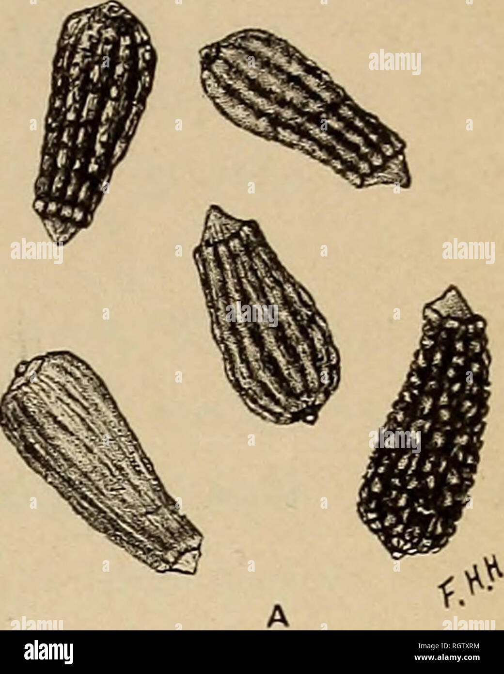 . Bulletin - Biological Survey. Zoology, Economic. FOOD HABITS. 53. Fig ...